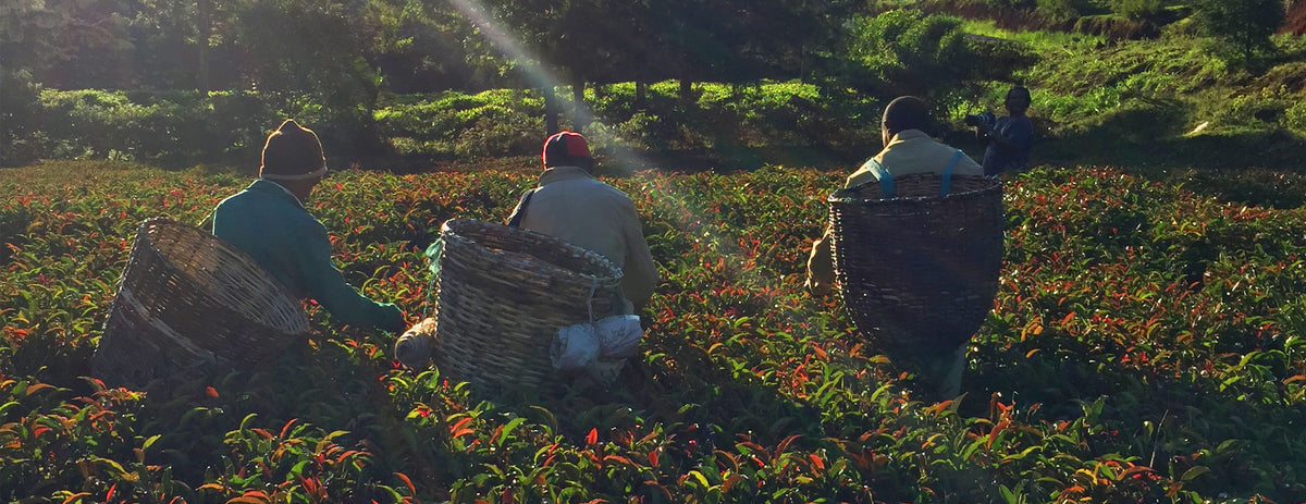 Alluvia® Purple Tea Supplier | Purple Tea Leaf Extract -Maypro