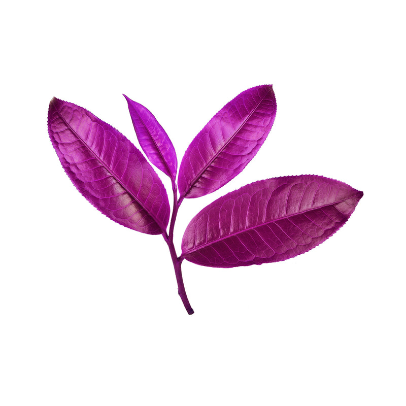 Alluvia® Purple Tea Supplier | Purple Tea Leaf Extract -Maypro